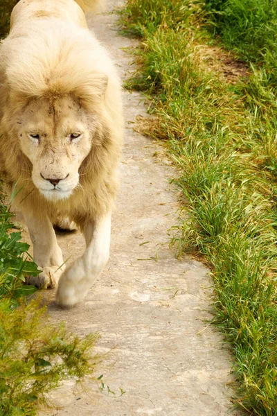 Lion run Stock Photos, Royalty Free Lion run Images | Depositphotos