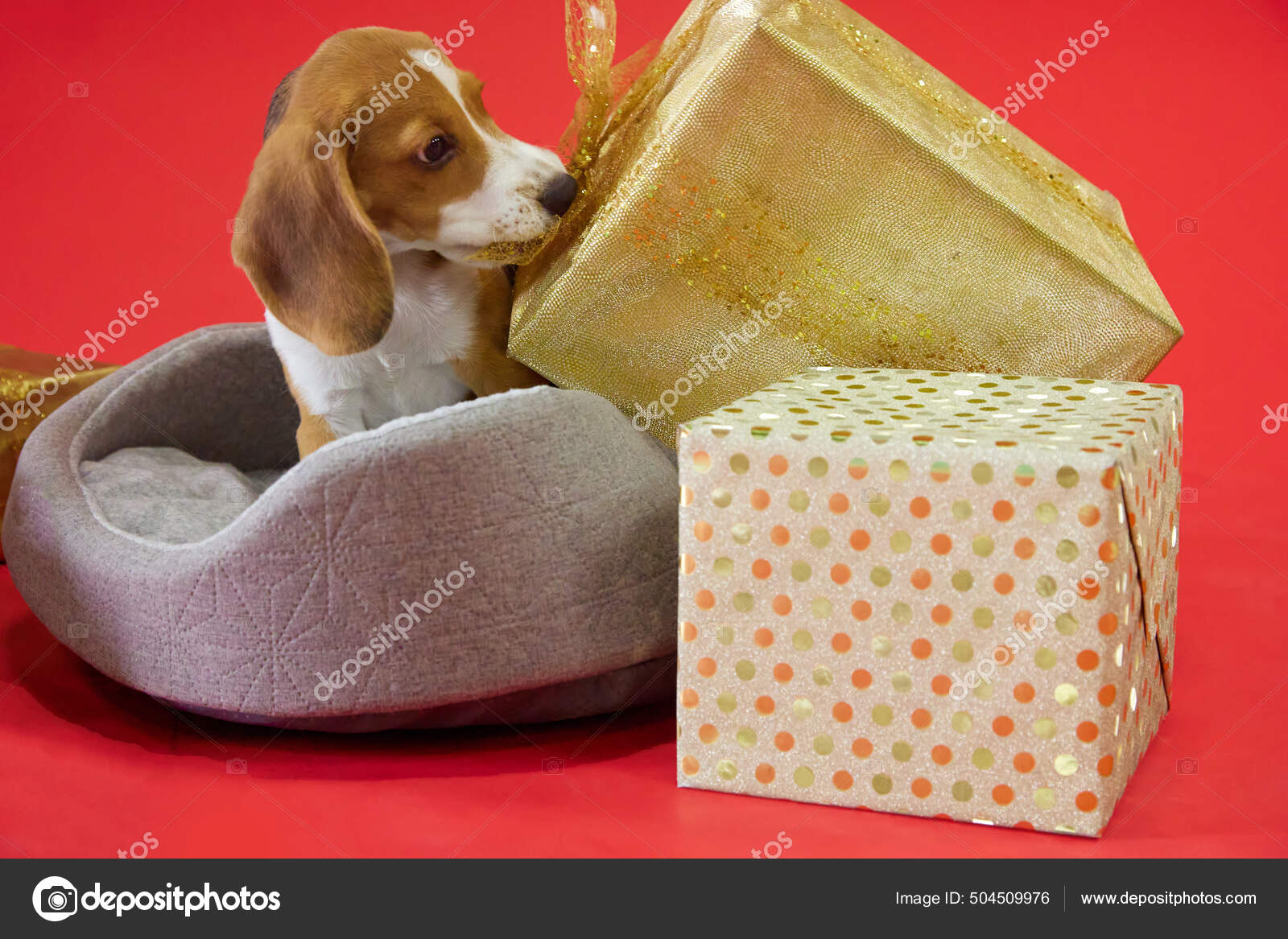 Red Beagle Puppy