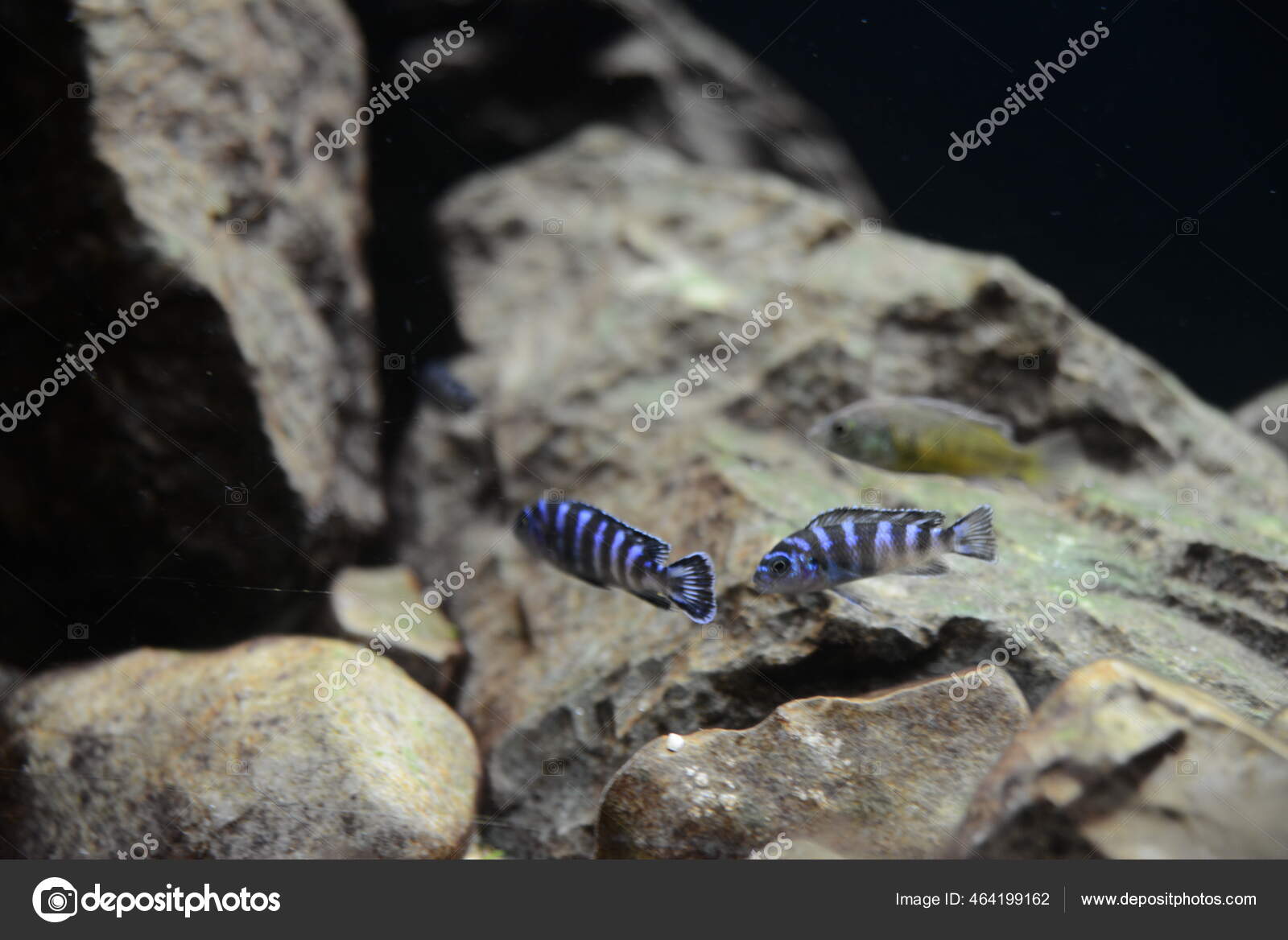 Demasoni Cichlid Fry