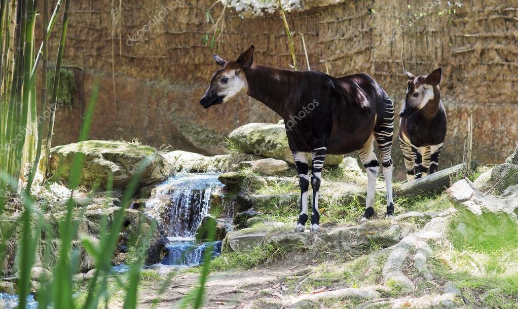 Portrait of an Okapi from the family of Giraffe. Stock Photo by ...
