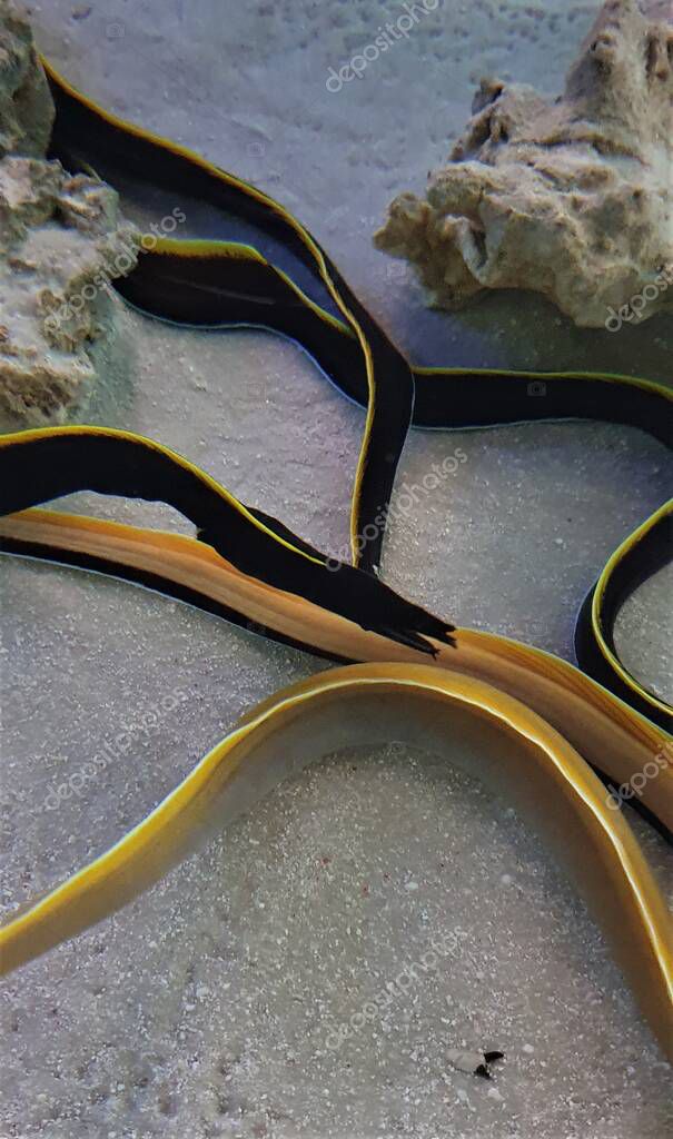 Cinta morena anguila. Esta criatura vive entre los arrecifes de coral ... Cinta morena anguila. Esta criatura vive entre los arrecifes de coral ...