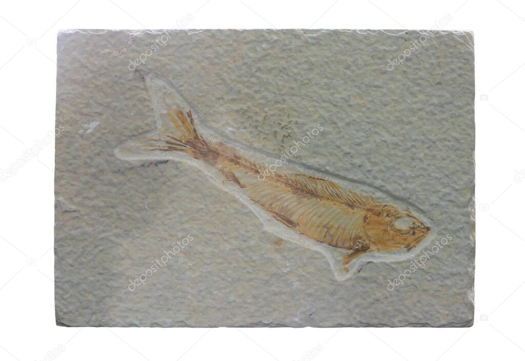 Fósil de pescado incrustado en una losa de roca Fondo blanco aislado 2023