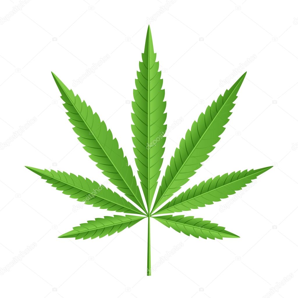 Vector leaf of marijuana — Stock Vector © pingebat #117203670