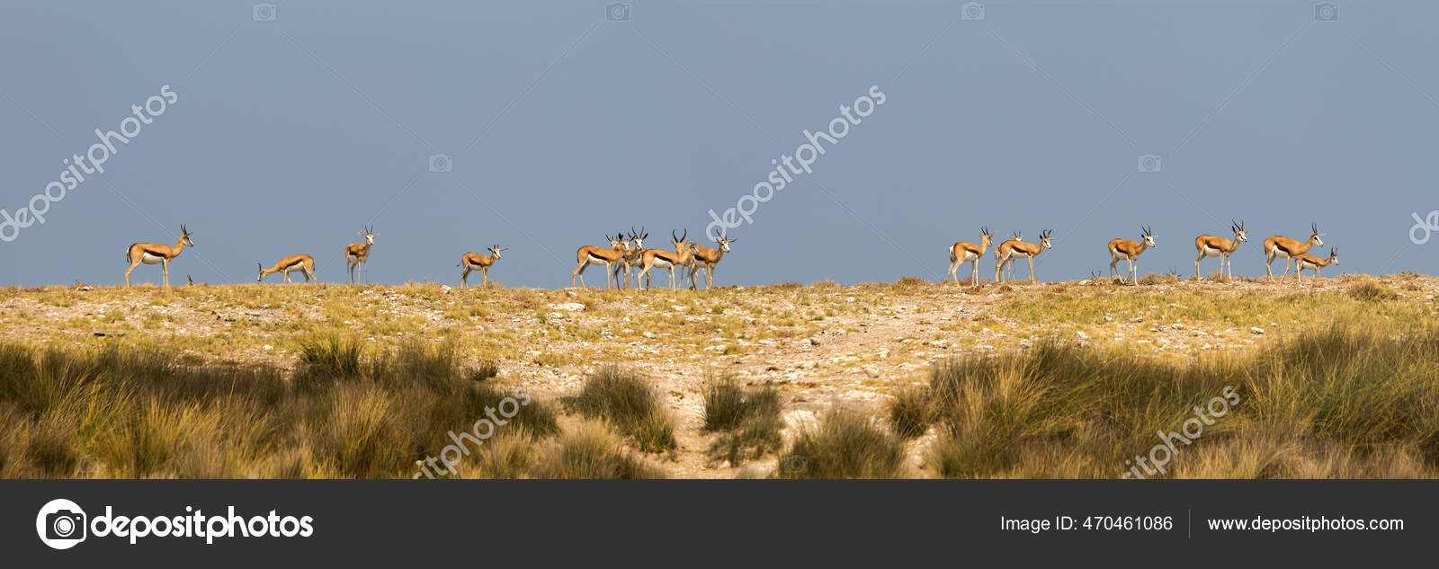 Springbok Herd Grazing Arid African Savanna Etosha National Park ...