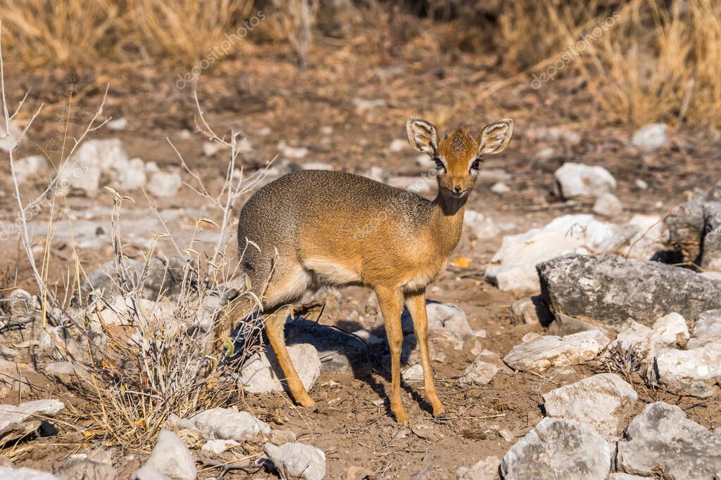 El antílope dik-dik de Kirk macho, el más pequeño del mundo, de pie en ...