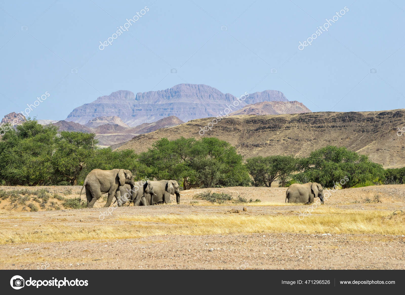 Namibian Desert Elephants Mountains Aba Huab River — Stock Photo ...