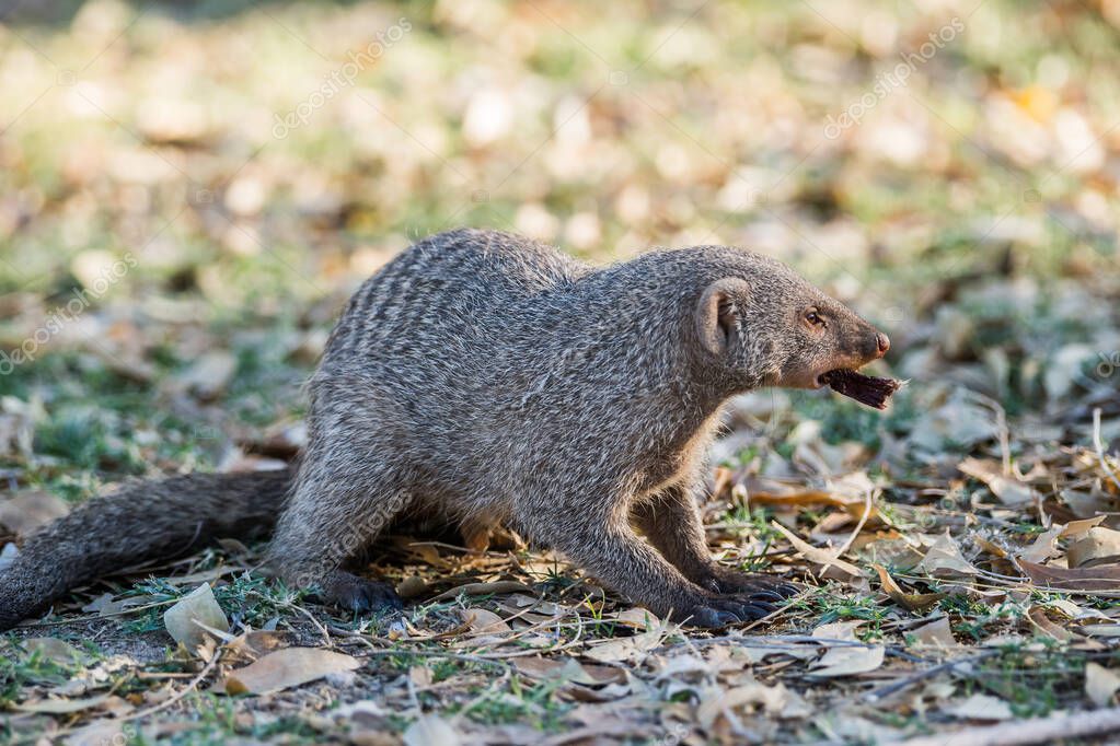 Mangosta de bandada (Mungos mungo) con una comida en boca en el parque ...