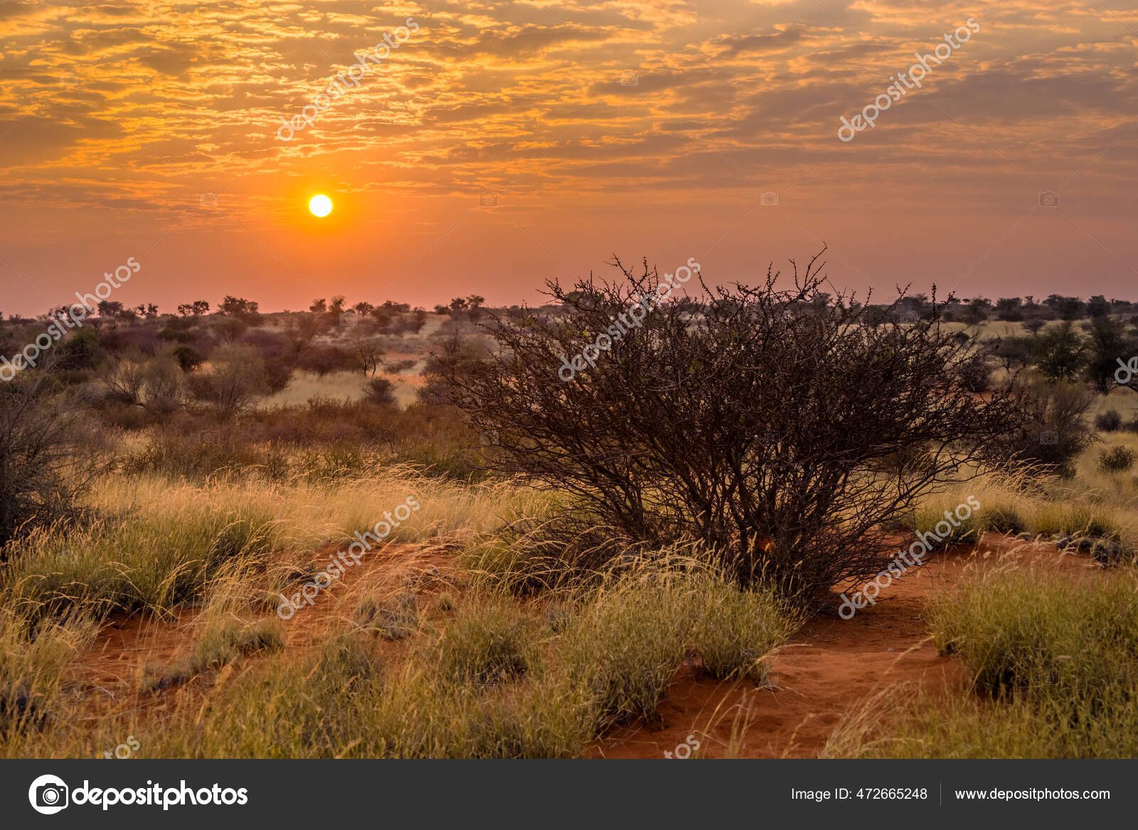 Kalahari Desert Sunset