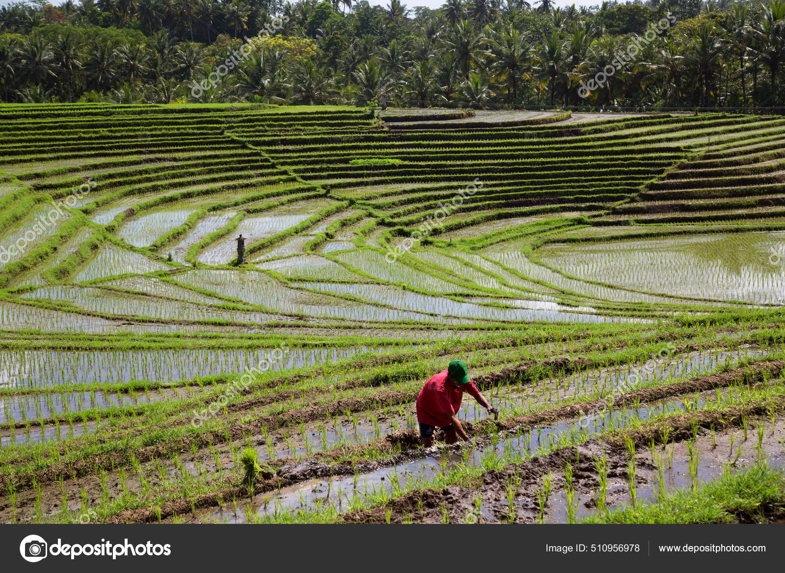 People Working Terrace Rice Fields Sawa – Stock Editorial Photo © DirkM ...