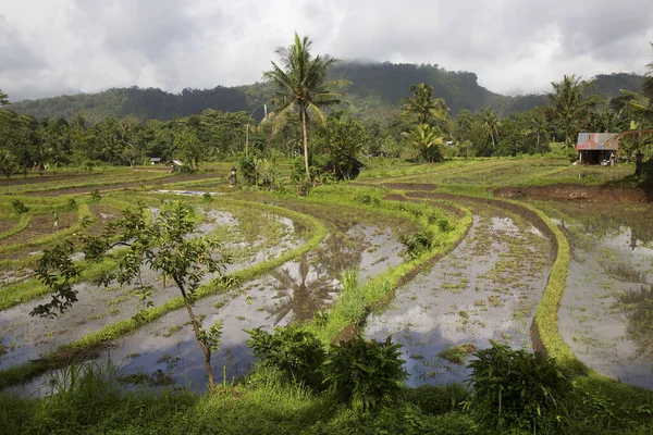 Typical Terrace Rice Fields Sawa Young Plantations Rice Plants Stock ...