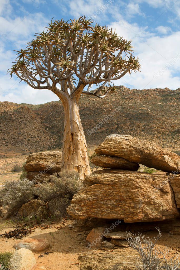 árboles de carcaj o bosque de kokerboom, Aloidendron dichotomum, en el ...