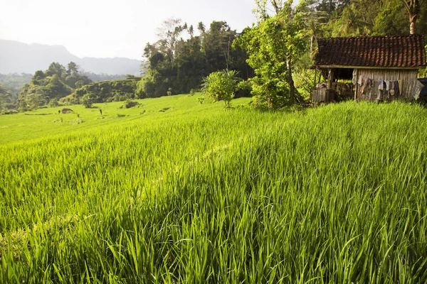 Typical Terrace Rice Fields Sawa Young Plantations Rice Plants Stock ...