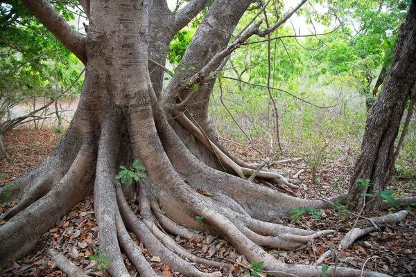 Red mangrove tree Stock Photos, Royalty Free Red mangrove tree Images ...
