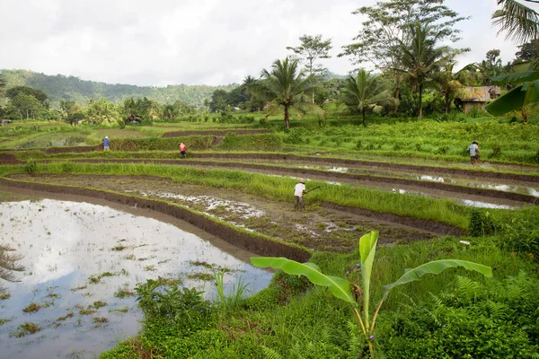 Typical Terrace Rice Fields Sawa Young Plantations Rice Plants Stock ...