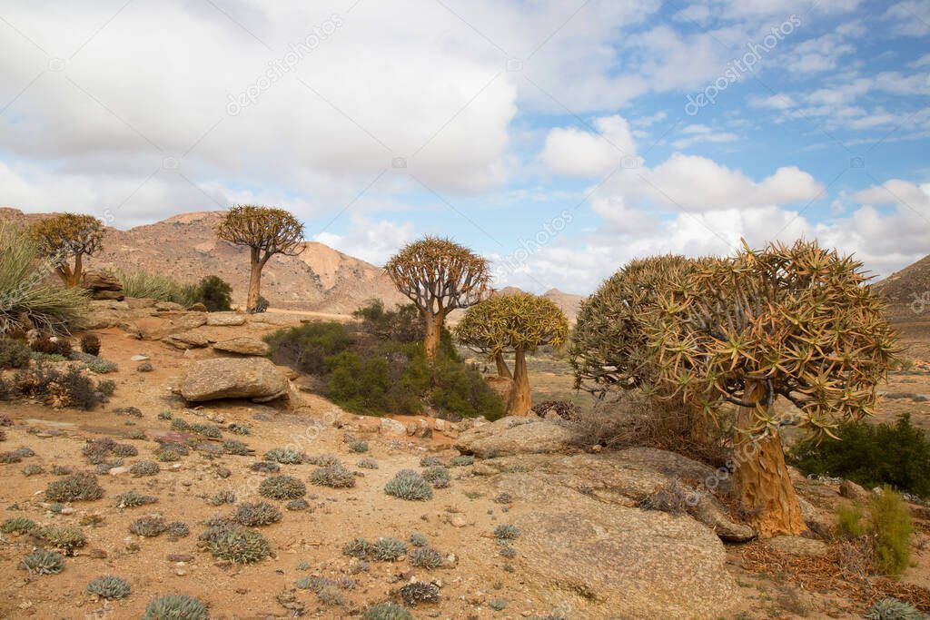 árboles de carcaj o bosque de kokerboom, Aloidendron dichotomum, en el ...