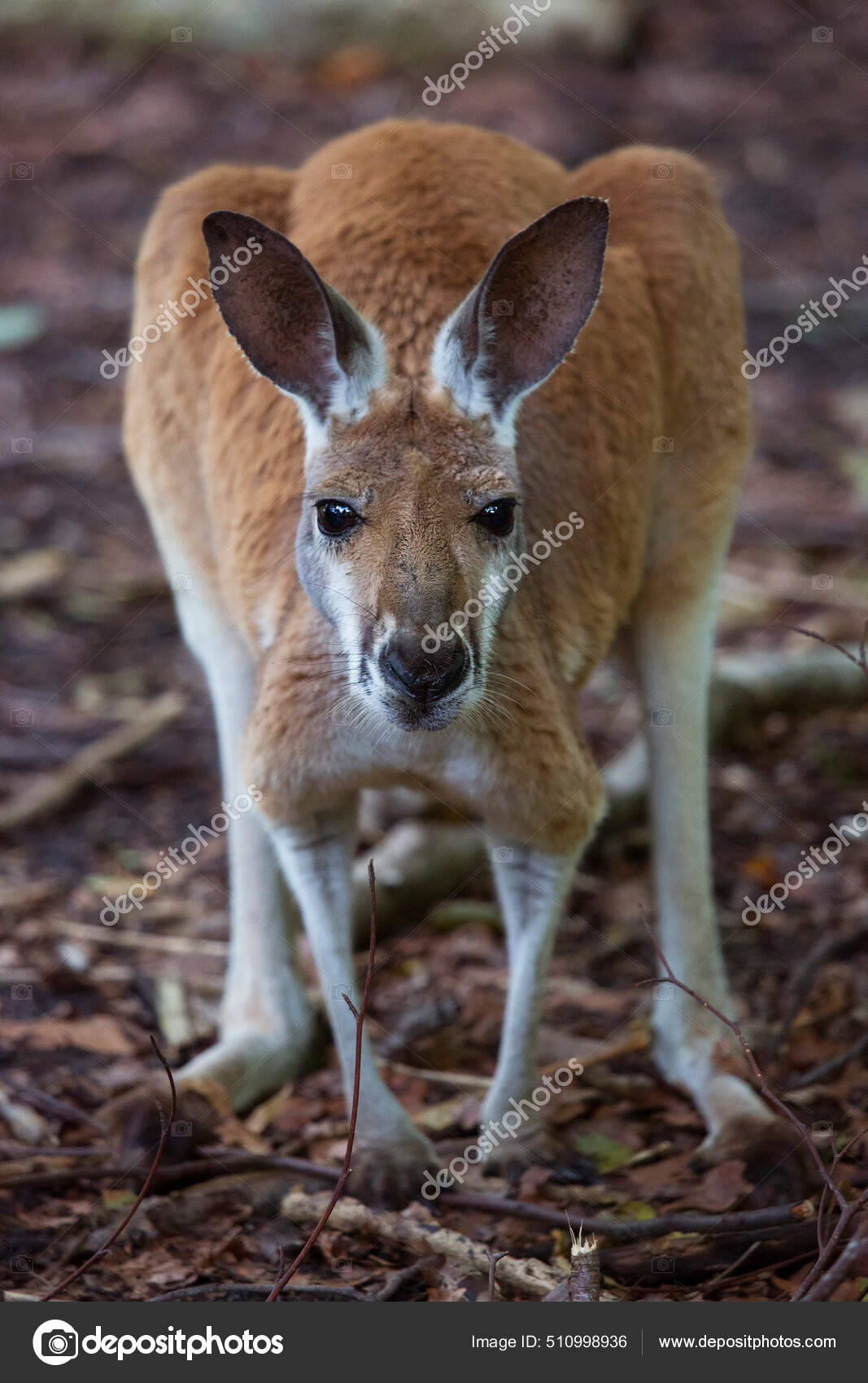 Closeup Head Red Kangaroo Macropus Rufus — Stock Photo © DirkM.deBoer ...