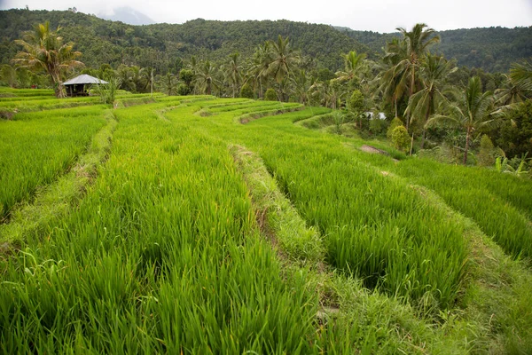 Typical Terrace Rice Fields Sawa Young Plantations Rice Plants Stock ...