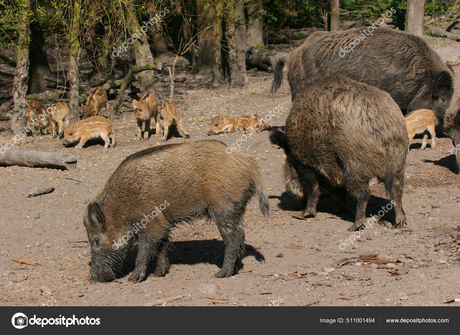 Group Young Brown Pigs Forest — Stock Photo © DirkM.deBoer #511001494