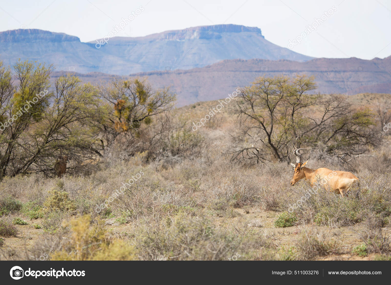 Common Tsessebe Sassaby Damaliscus Lunatus Subspecies Lunatus Grazing ...