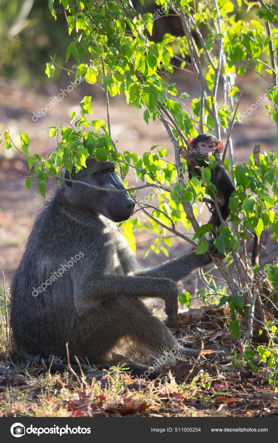Cute Baboons Wild Environment Stock Photo by ©DirkM.deBoer 511005254