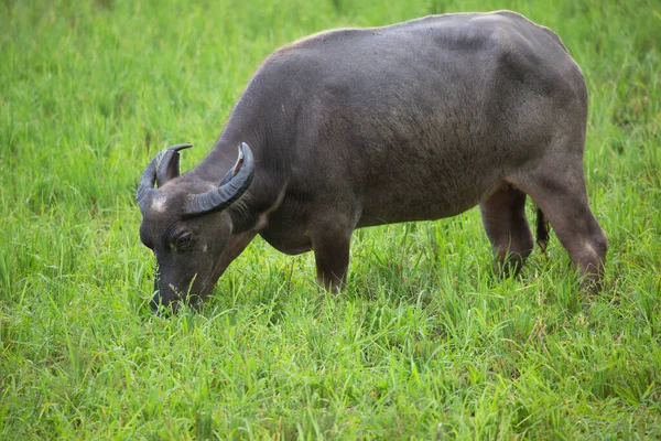 Thai water buffalo Stock Photos, Royalty Free Thai water buffalo Images ...