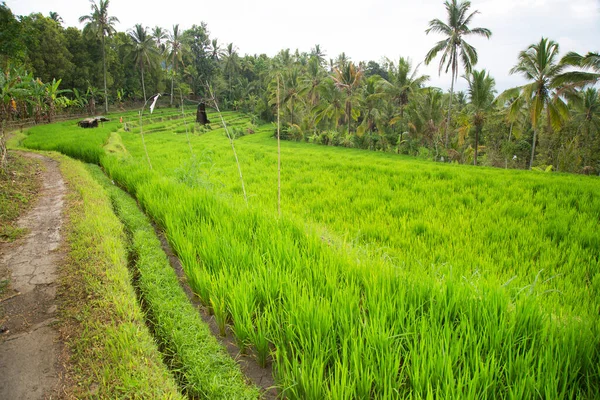 Typical Terrace Rice Fields Sawa Young Plantations Rice Plants Stock ...