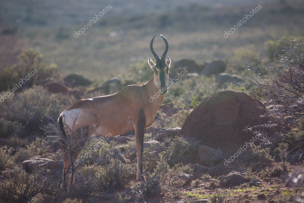 tsessebe o sassaby común, Damaliscus lunatus, subespecie lunatus ...