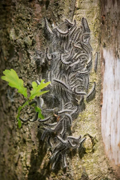 Processional caterpillars processional caterpillar nest Stock Photos ...
