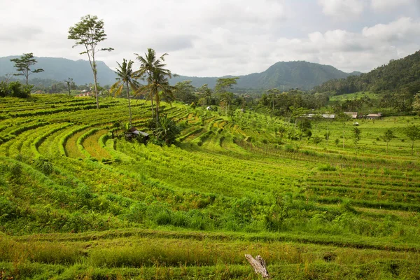Typical Terrace Rice Fields Sawa Young Plantations Rice Plants Stock ...