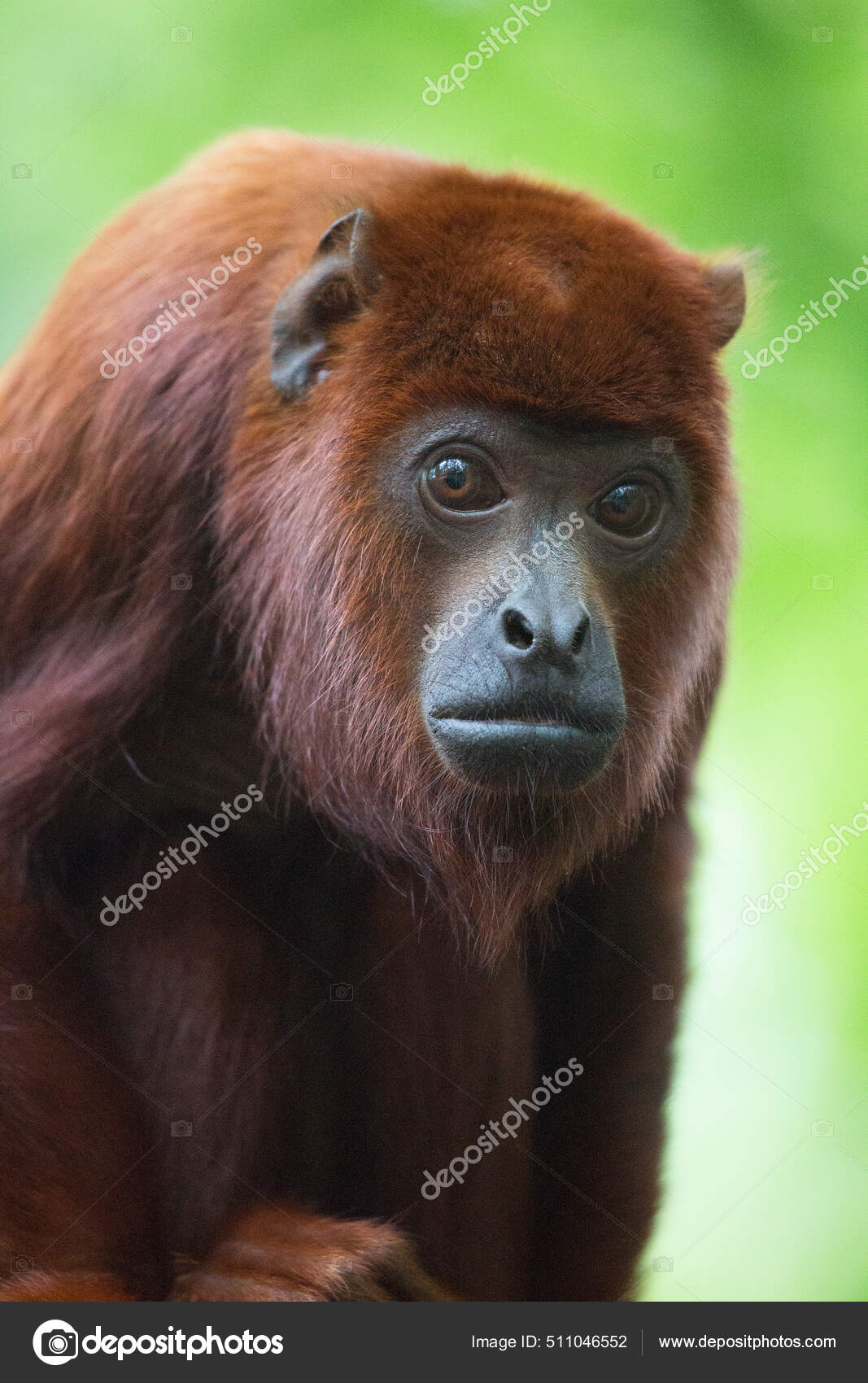 Closeup Guyanan Red Howler Monkey Alouatta Macconnelli — Stock Photo ...
