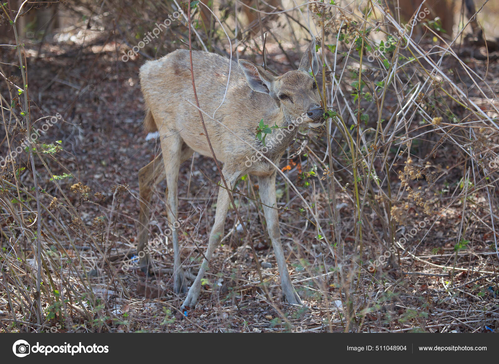 Closeup Doe Deer Javan Rusa Sunda Sambar Rusa Timorensis — Stock Photo ...