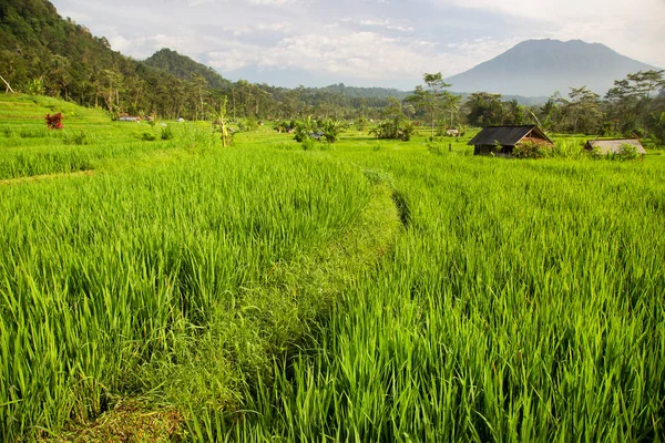 Typical Terrace Rice Fields Sawa Young Plantations Rice Plants Stock ...