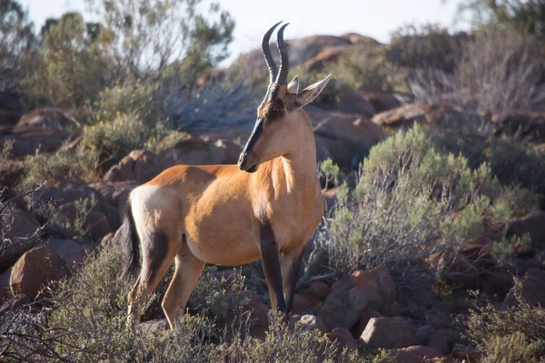 Bubales rouges images libres de droit, photos de Bubales rouges ...