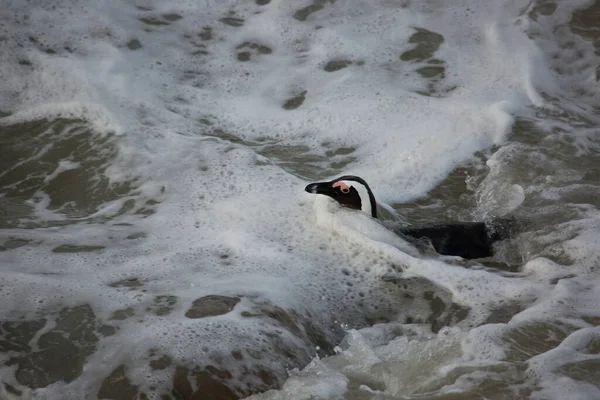 Surfista de pinguim Stock Photos, Royalty Free Surfista de pinguim ...