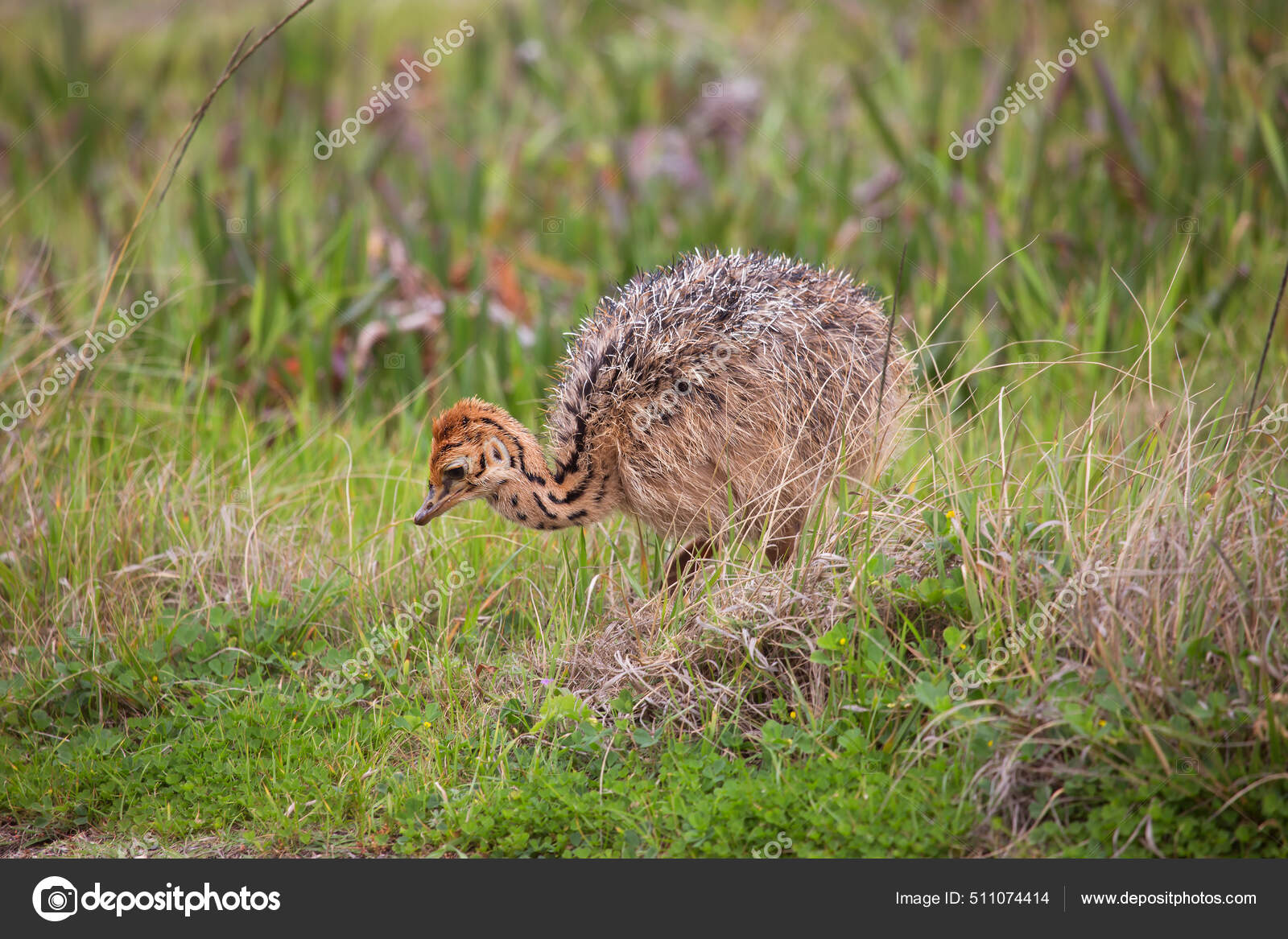 Closeup Chick Common Ostrich Struthio Camelus Grass Field Stock Photo ...