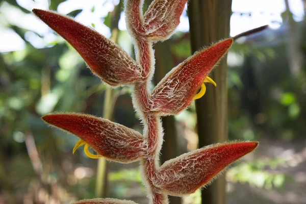 Scrub jungle Stock Photos, Royalty Free Scrub jungle Images | Depositphotos