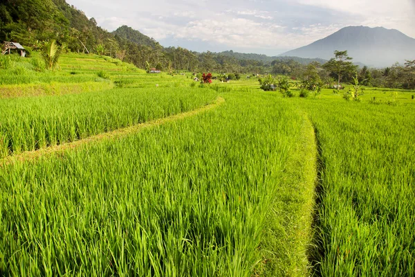 Rice fields indonesia Stock Photos, Royalty Free Rice fields indonesia ...