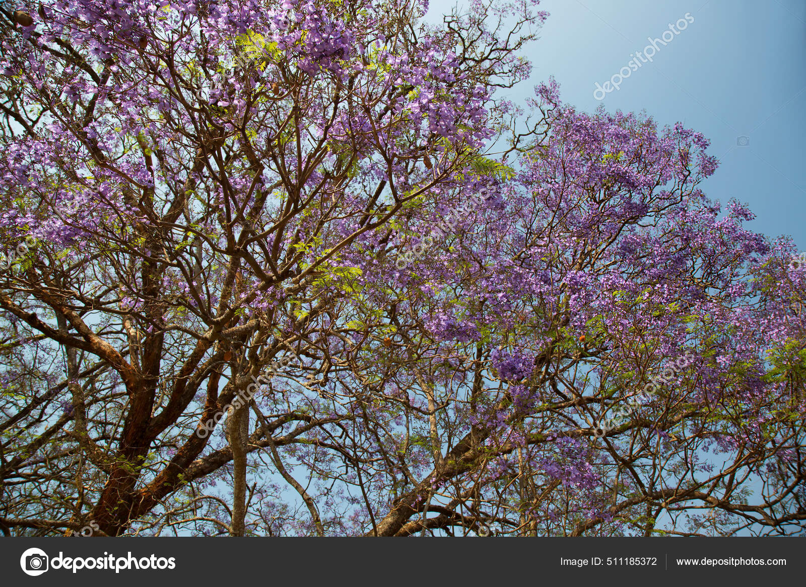 Exuberant Flowering Jacaranda Tree Blue Sky — Stock Photo © DirkM ...
