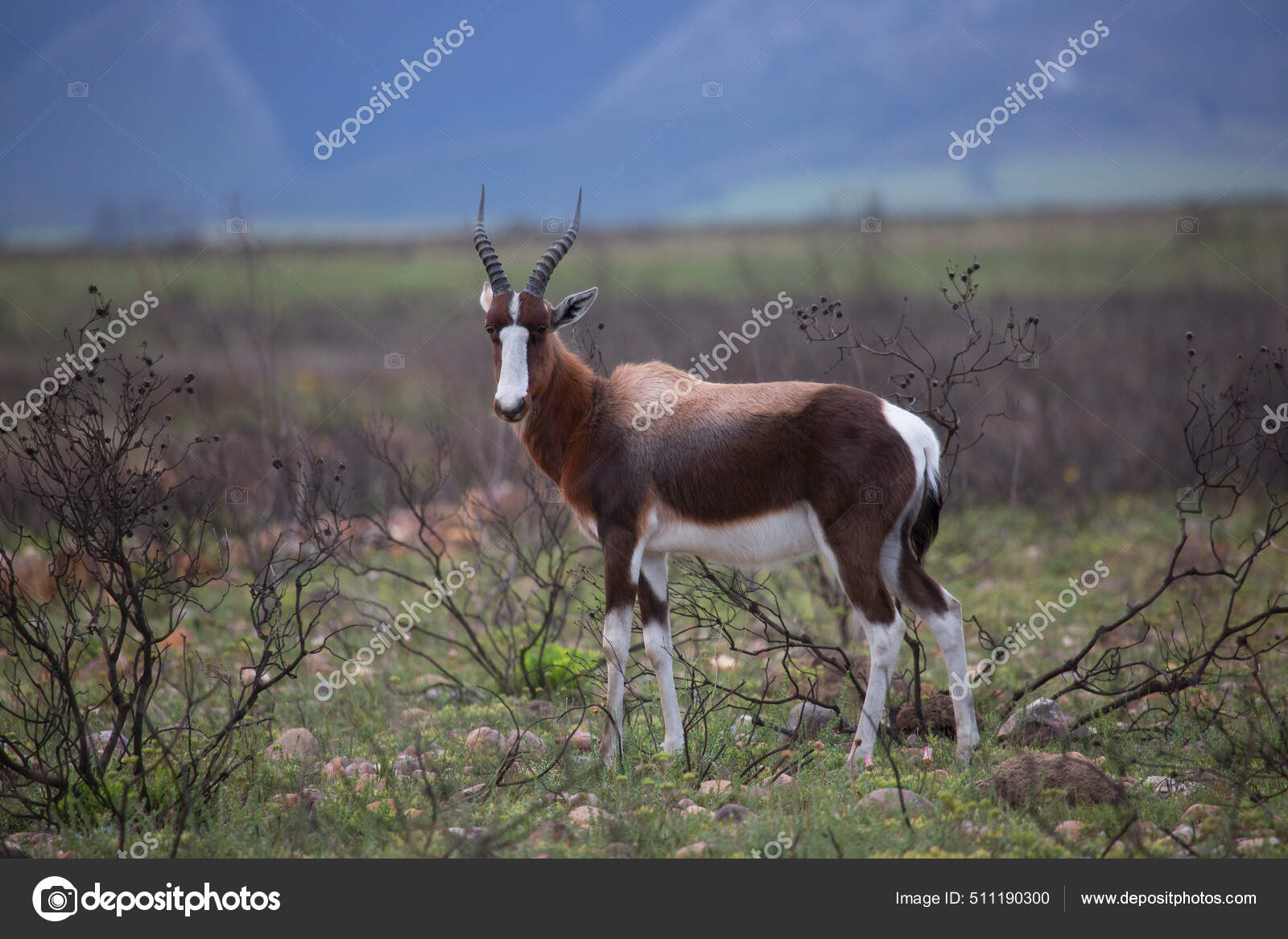Group Antelope Nature National Park Stock Photo by ©DirkM.deBoer 511190300