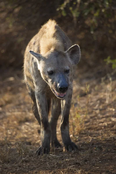 Female hyena Stock Photos, Royalty Free Female hyena Images | Depositphotos