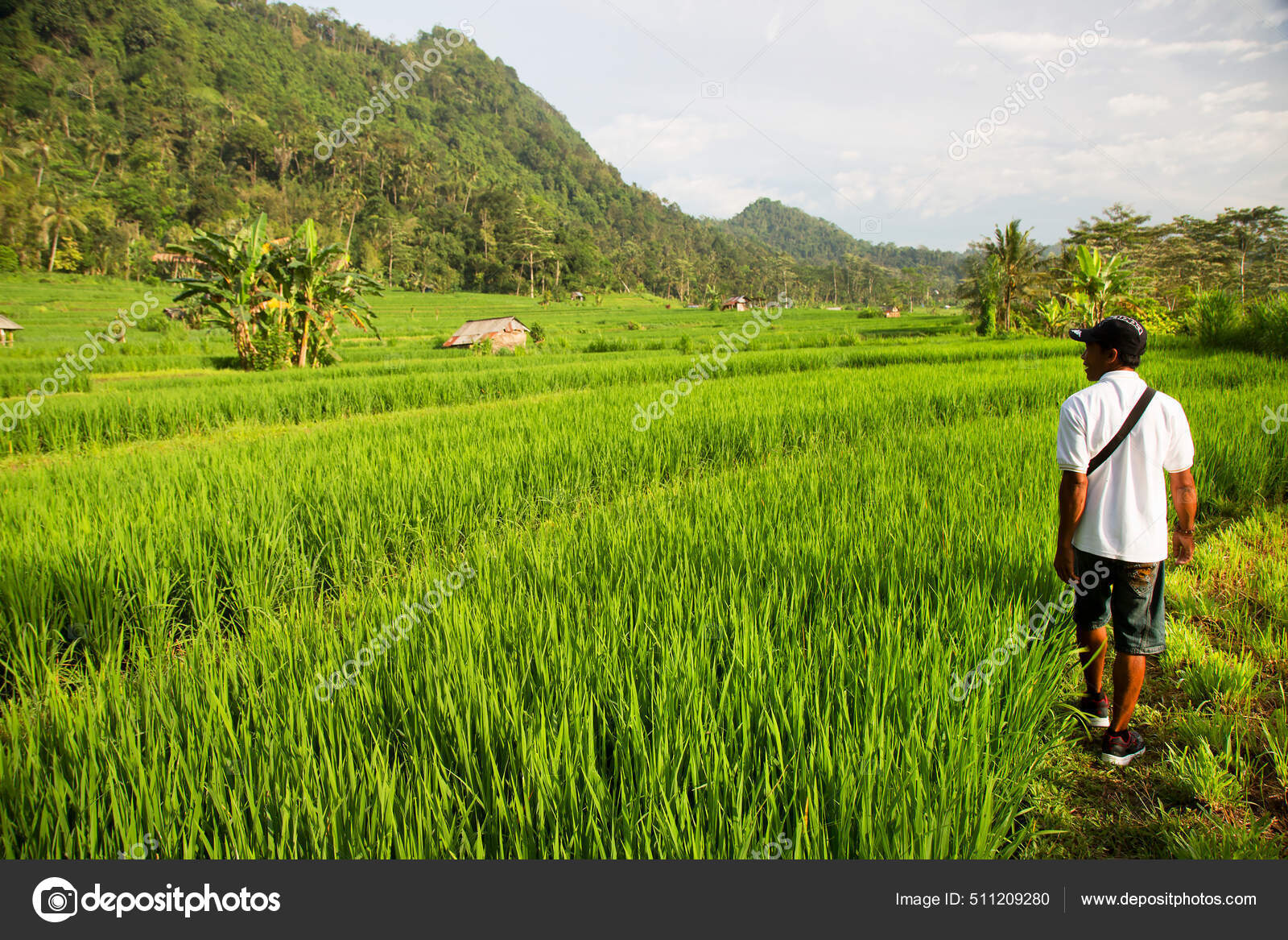 Typical Terrace Rice Fields Sawa Young Plantations Rice Plants Stock ...