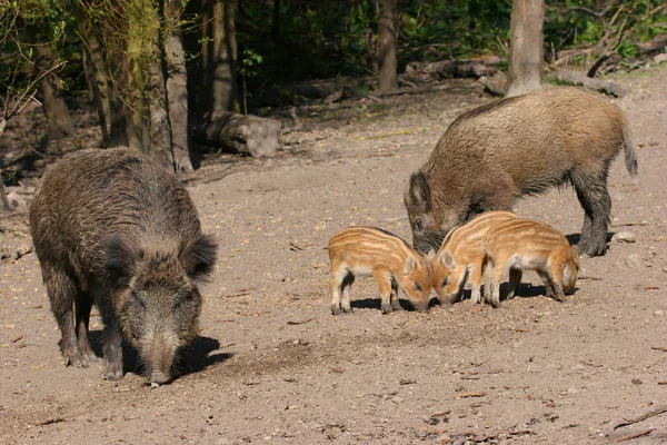 Group Young Brown Pigs Forest — Stock Photo © DirkM.deBoer #511001494