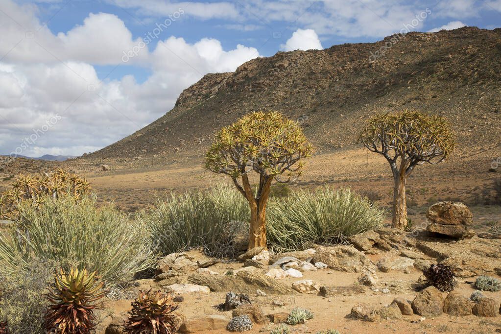 árboles de carcaj o bosque de kokerboom, Aloidendron dichotomum, en el ...