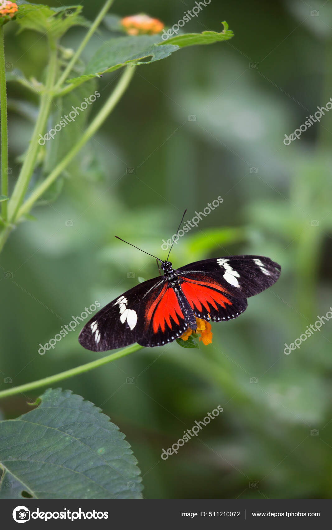 Doris Longwing Butterfly Laparus Doris Macro Stock Photo by ©DirkM ...