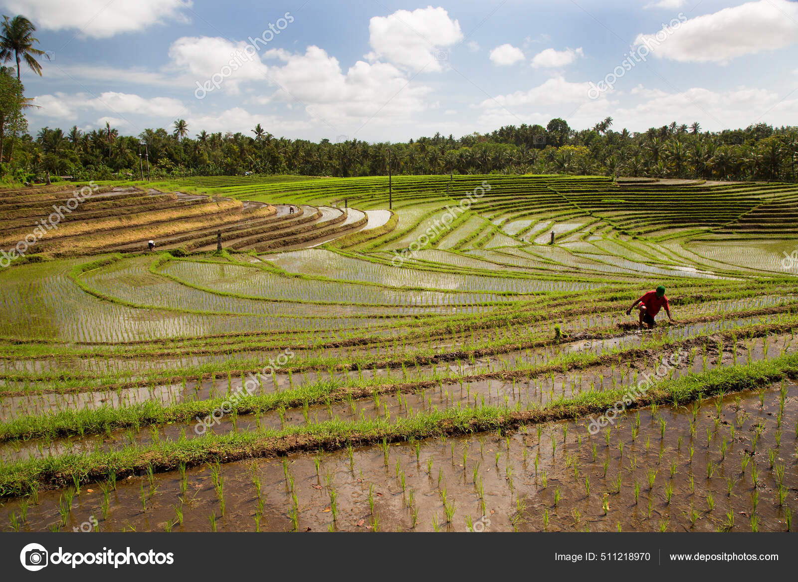 People Working Terrace Rice Fields Sawa — Stock Editorial Photo © DirkM ...