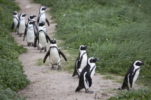 Penguins of cape town Stock Photos, Royalty Free Penguins of cape town ...
