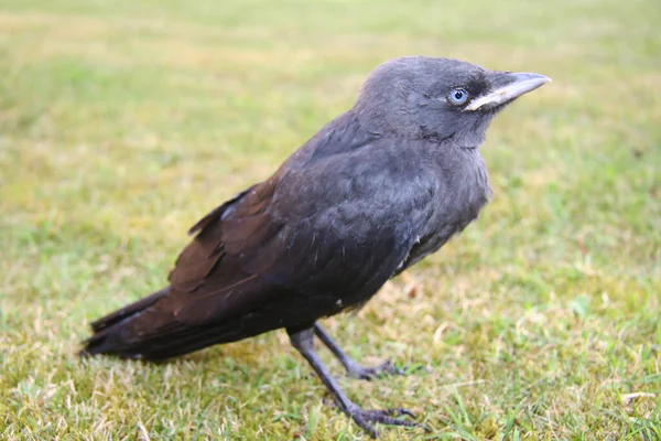 Cuervo bebé fotos de stock, imágenes de Cuervo bebé sin royalties ...