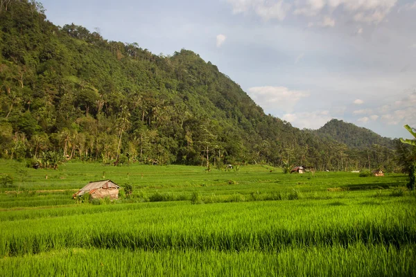 Typical Terrace Rice Fields Sawa Young Plantations Rice Plants Stock ...
