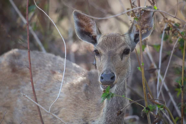 Closeup Doe Deer Javan Rusa Sunda Sambar Rusa Timorensis — Stock Photo ...