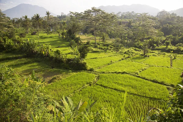 Typical Terrace Rice Fields Sawa Young Plantations Rice Plants Stock ...